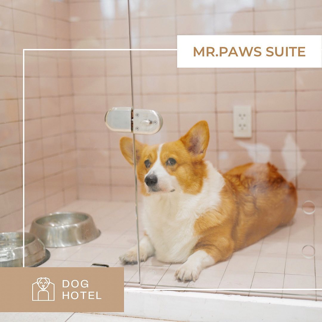 Mr. Paws Urban Pets BGC - Discover BGC